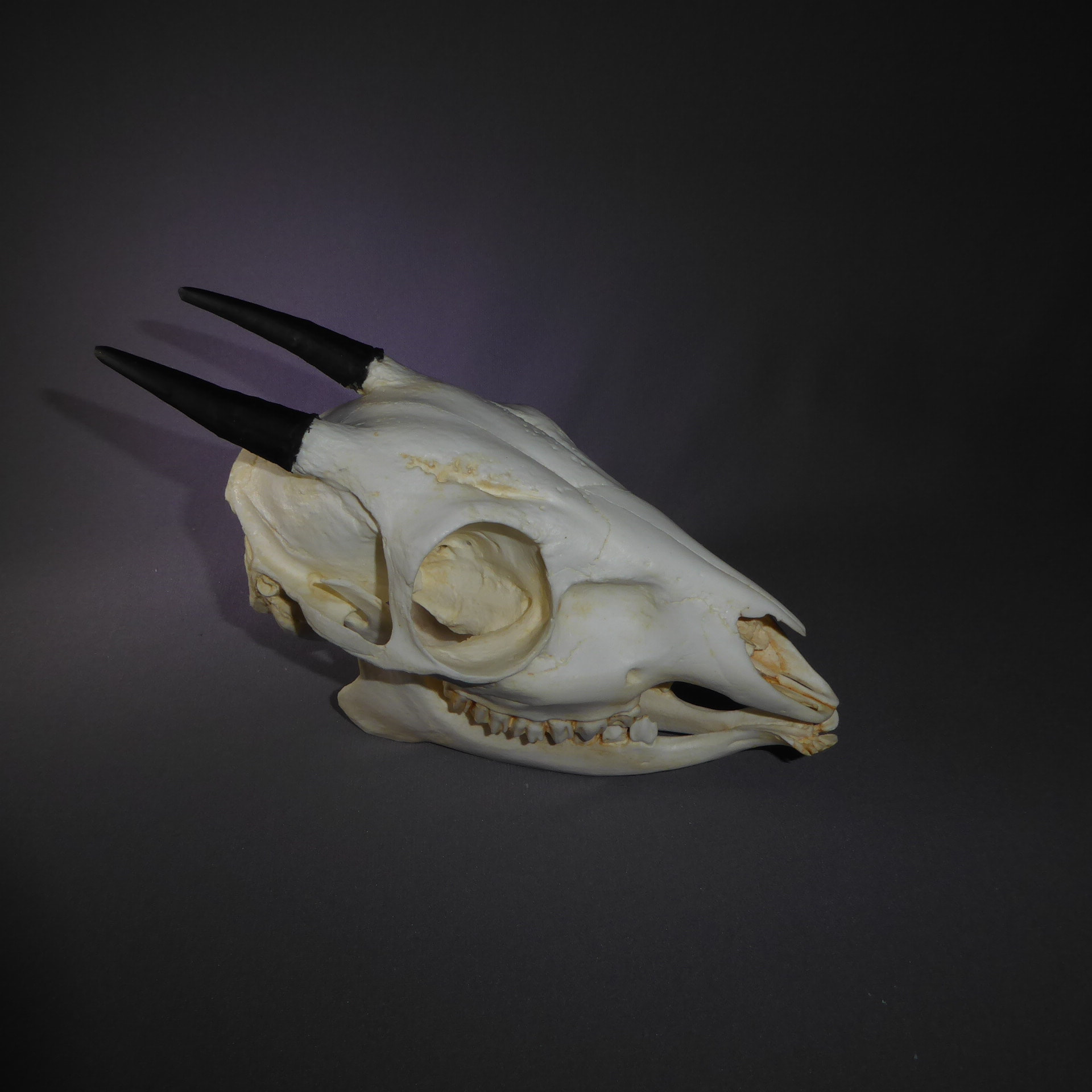 Bay Duiker Skull Replica | Anatomical biology model