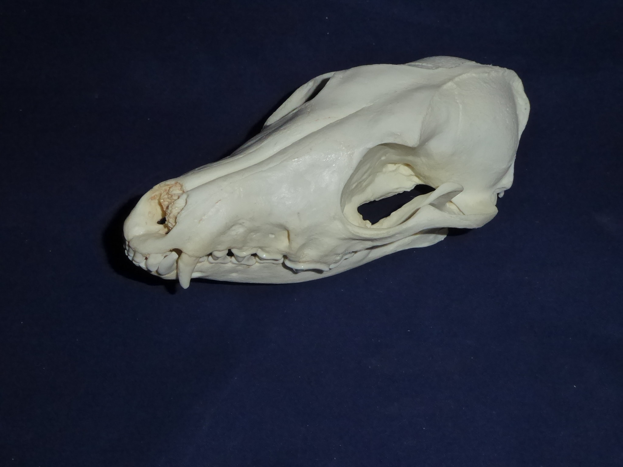Black-Backed Female Jackal Skull - SkeletonsAndSkullsSuperstore