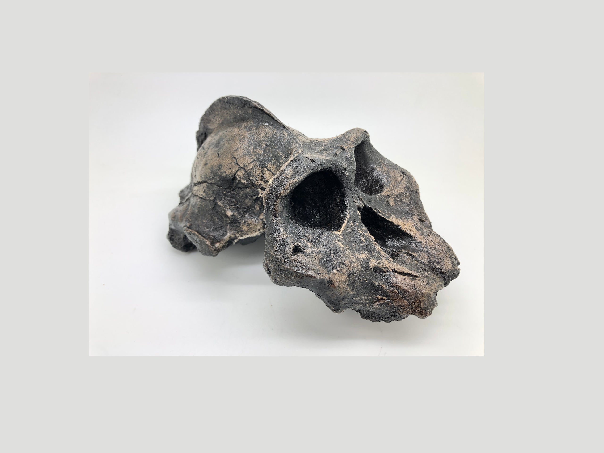 Australopithecus Aethiopicus Skull