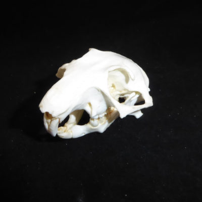 Black-Tailed Prairie Dog Skull - SkeletonsAndSkullsSuperstore