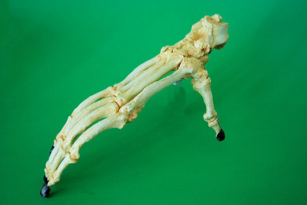Bornean Orangutan Articulated Adult Foot Replica For Sale