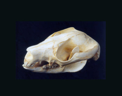 Brush-Tailed Possum Skull Replica - SkeletonsAndSkulls