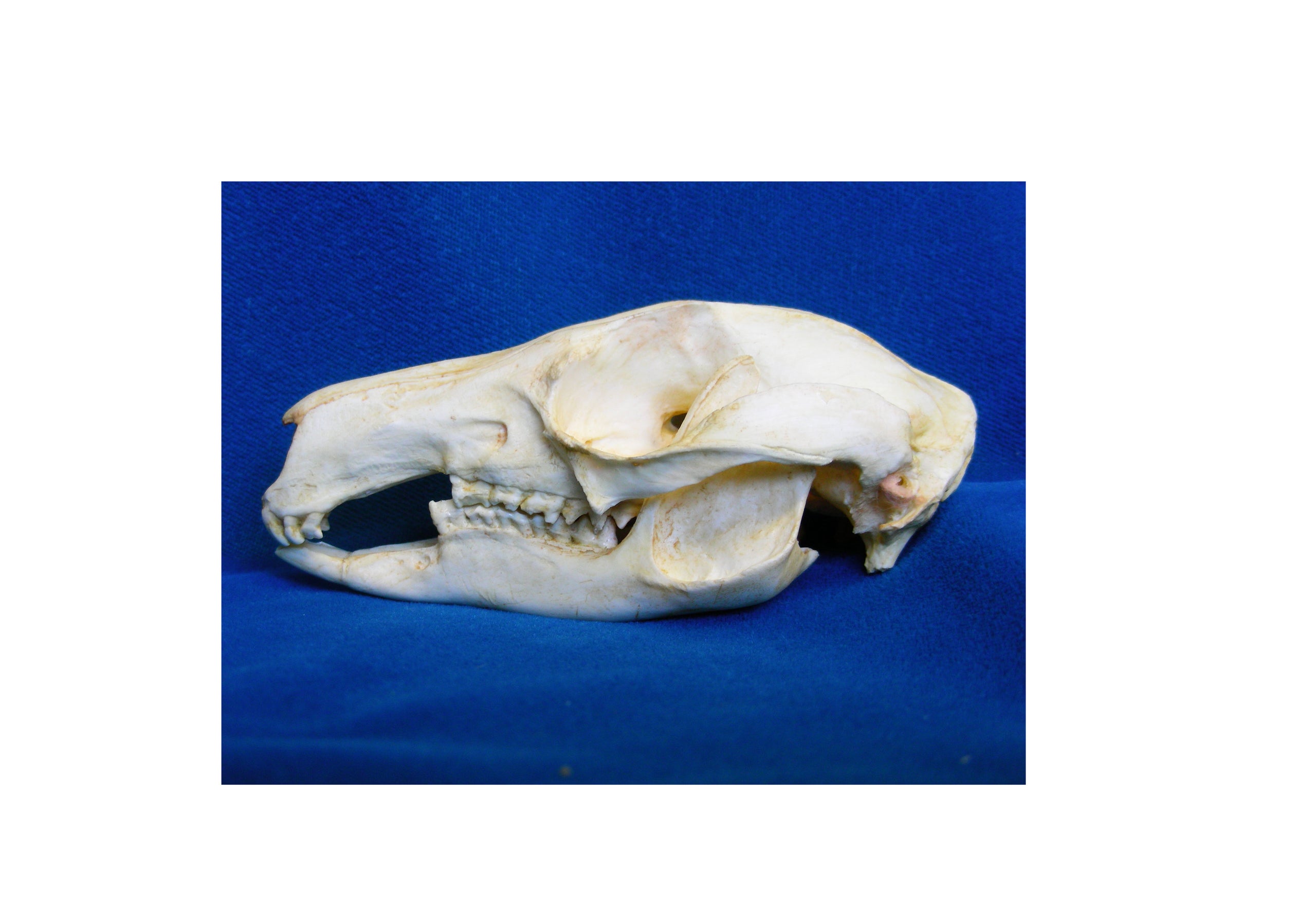 Brush-Tailed Rock Wallaby Skull Replica - Anatomical Model