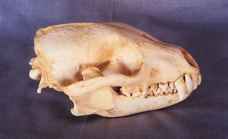 Bush Dog Female Skull Replica - SkeletonsAndSkullsSuperstore