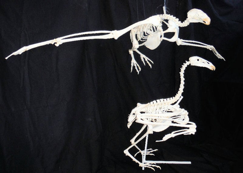 California Condor Skeleton Mounted - SkeletonsAndSkulls