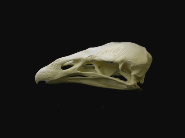 California Condor Skull Replica - SkeletonsAndSkullsSuperstore
