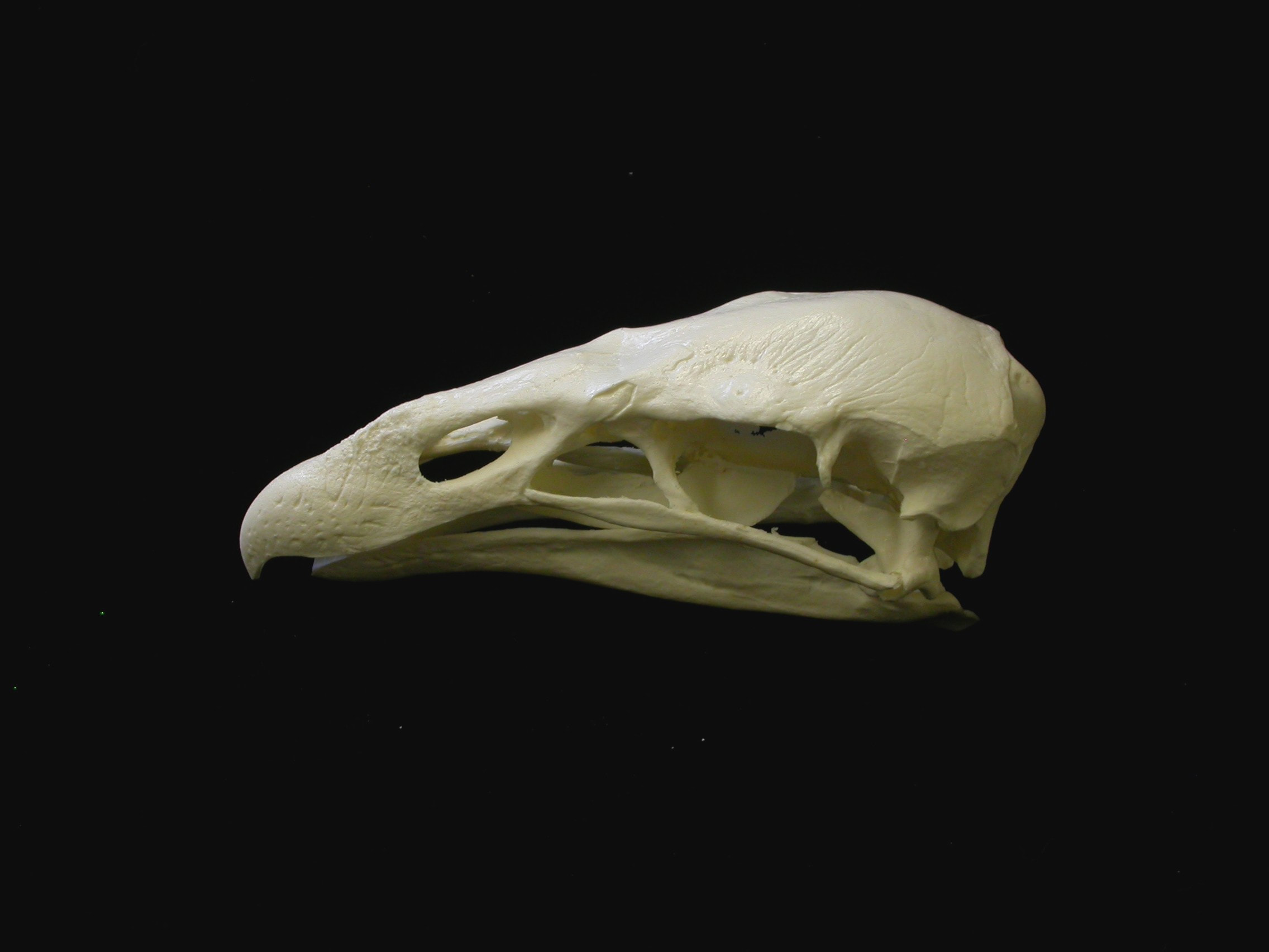 California Condor Skull Replica - SkeletonsAndSkullsSuperstore