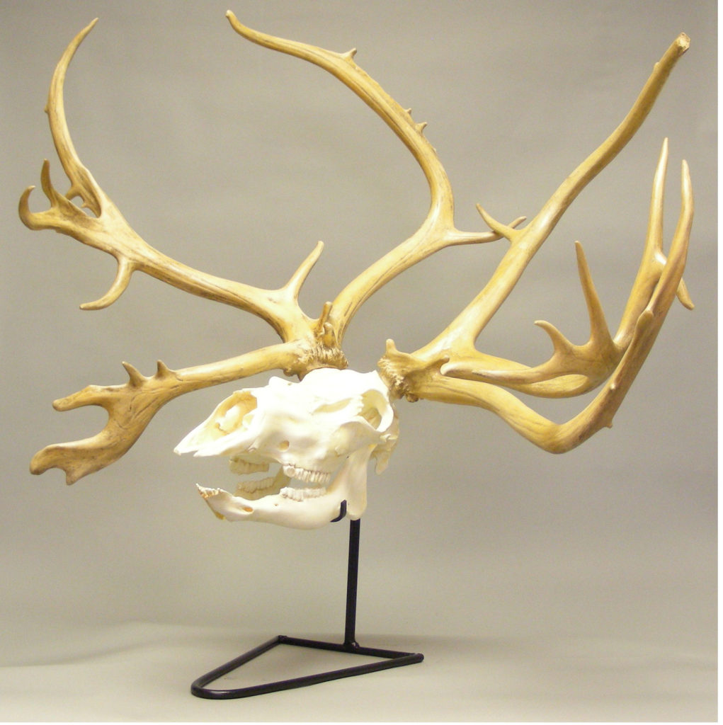 Caribou Male Skull Replica - SkeletonsAndSkullsSuperstore