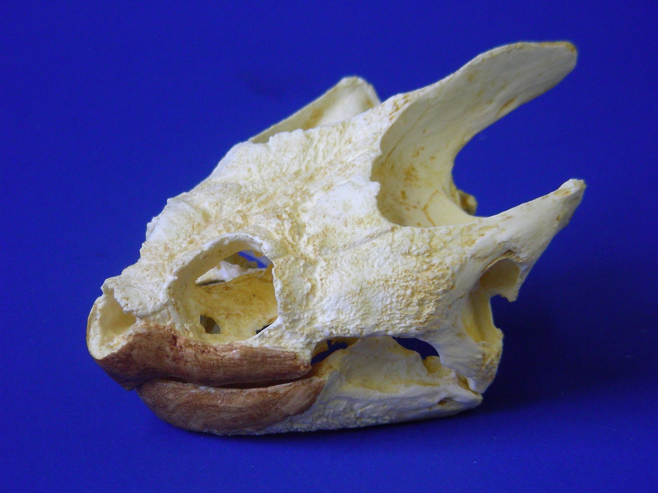 Common Snapping Turtle Skull - SkeletonsAndSkullsSuperstore