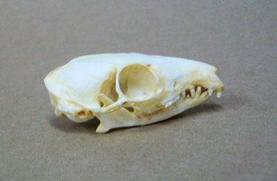 Common Treeshrew Skull Replica - SkeletonsAndSkullsSuperstore
