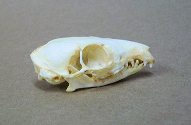 Shrew Skull