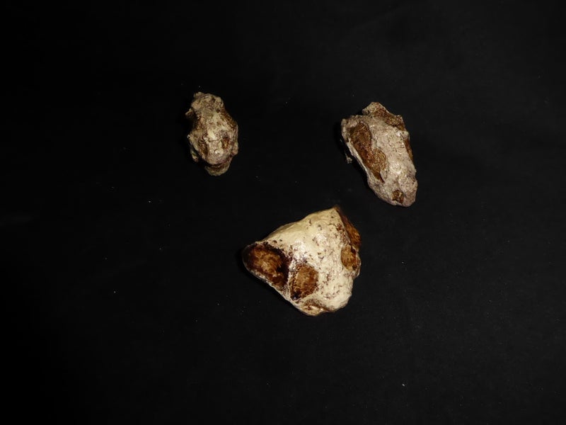 Dicynodont Grimbeeki Skull Replicas - SkeletonsAndSkulls