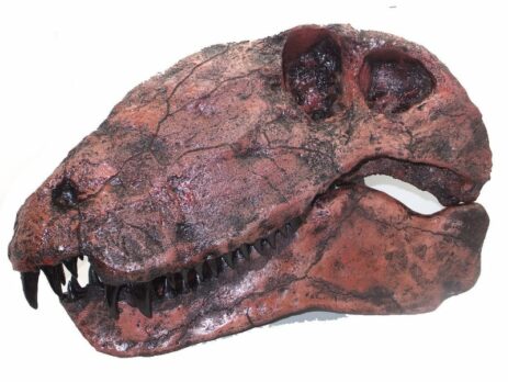 Dimetrodon limbatus Skull Replica - SkeletonsAndSkullsSuperstore