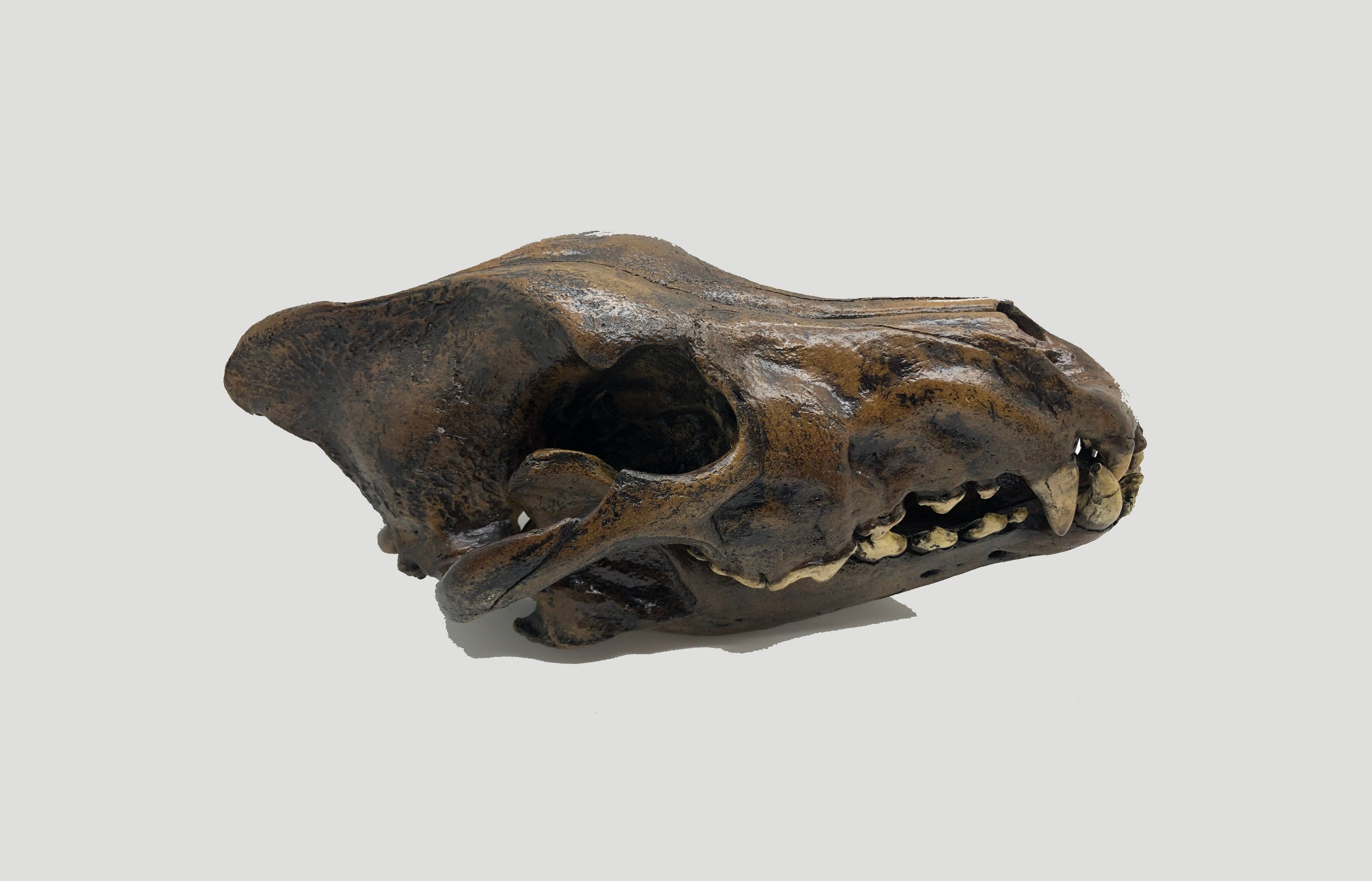 Dire Wolf Skull Replica For Sale