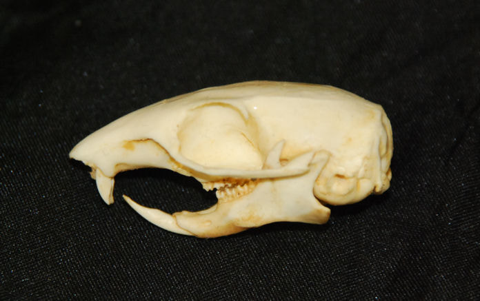 Eastern Chipmunk Skull Replica - SkeletonsAndSkullsSuperstore