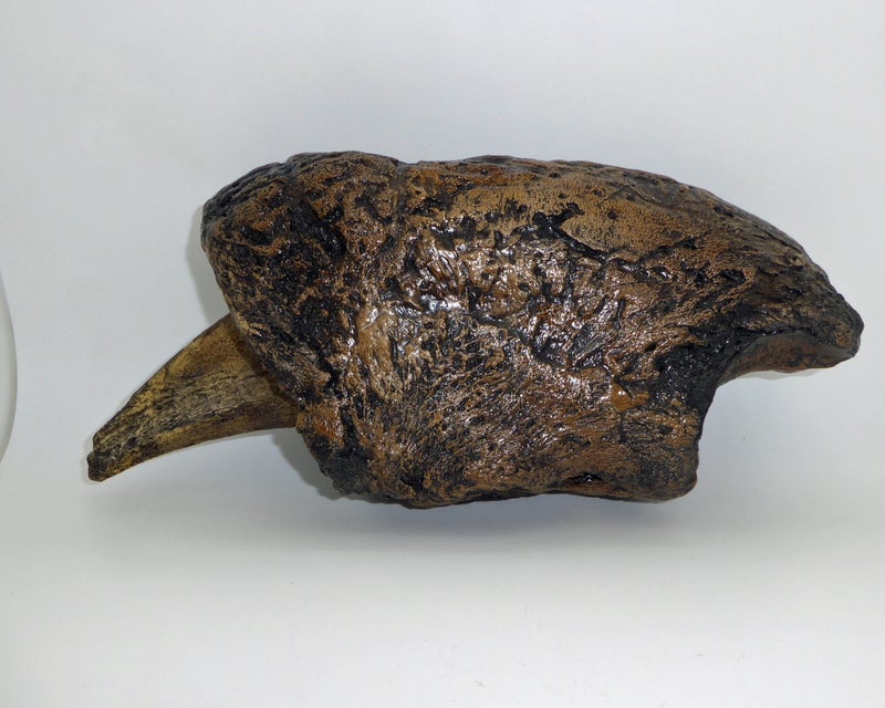 Eremotherium Claw Record Replica For Sale