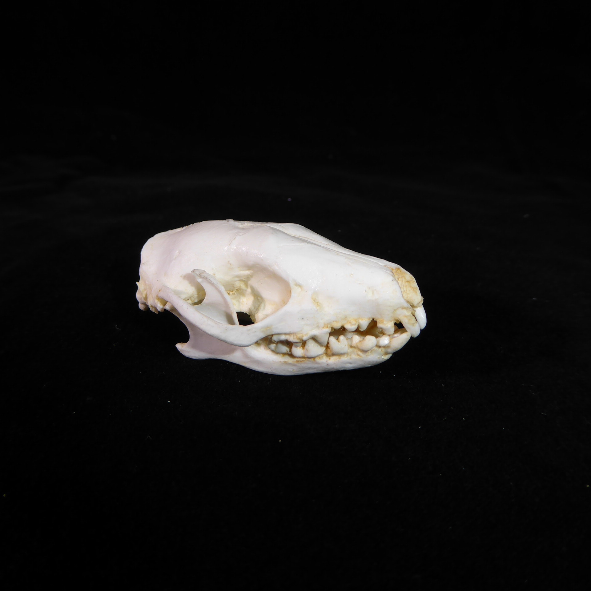 Eurasian Hedgehog Skull Replica - SkeletonsAndSkullsSuperstore