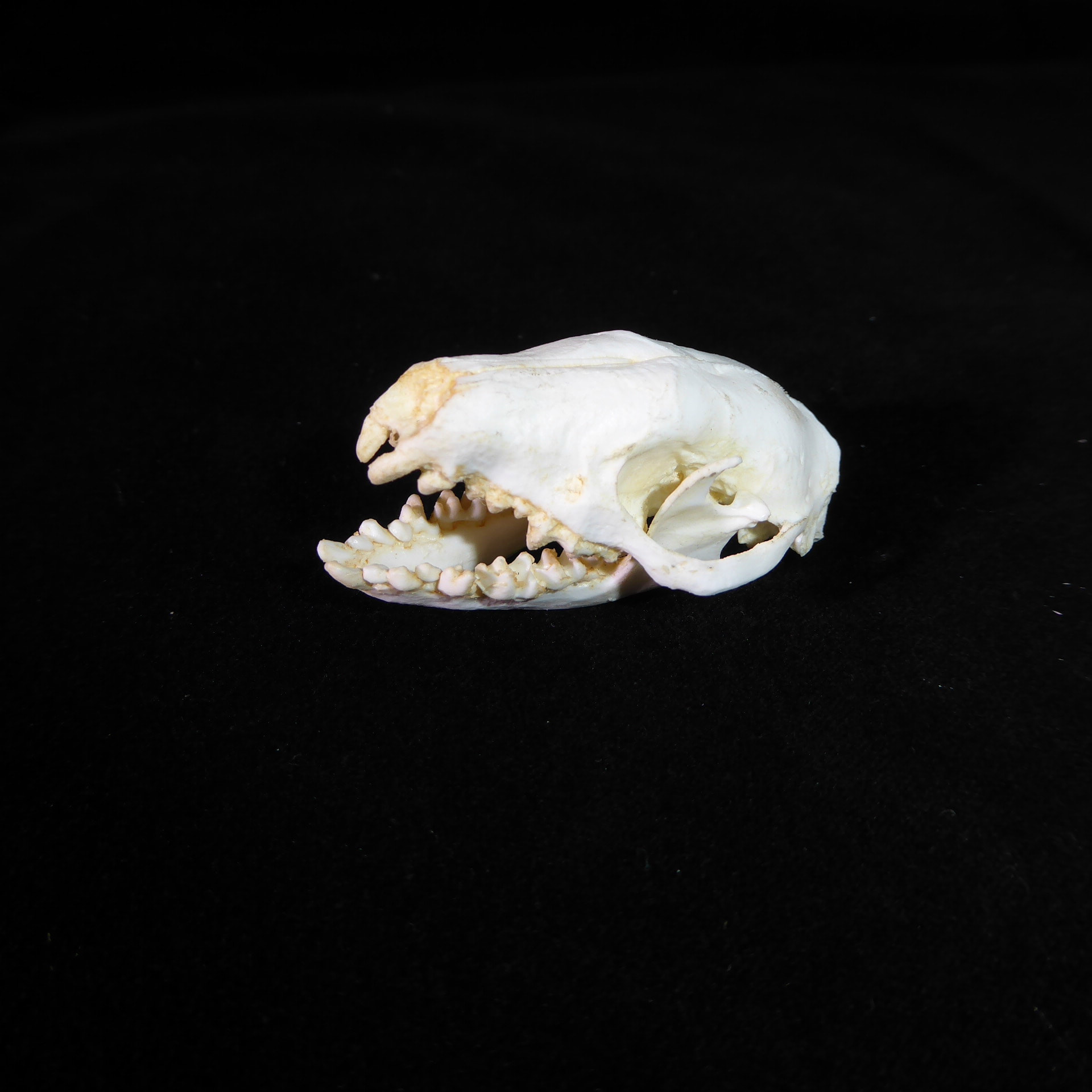 Eurasian Hedgehog Skull Replica - SkeletonsAndSkullsSuperstore