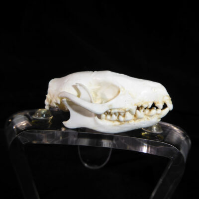 Eurasian Hedgehog Skull Replica - SkeletonsAndSkullsSuperstore