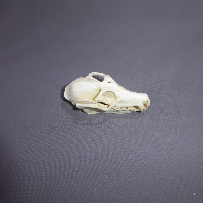 Fruit Bat Skull Cast Replica For Sale