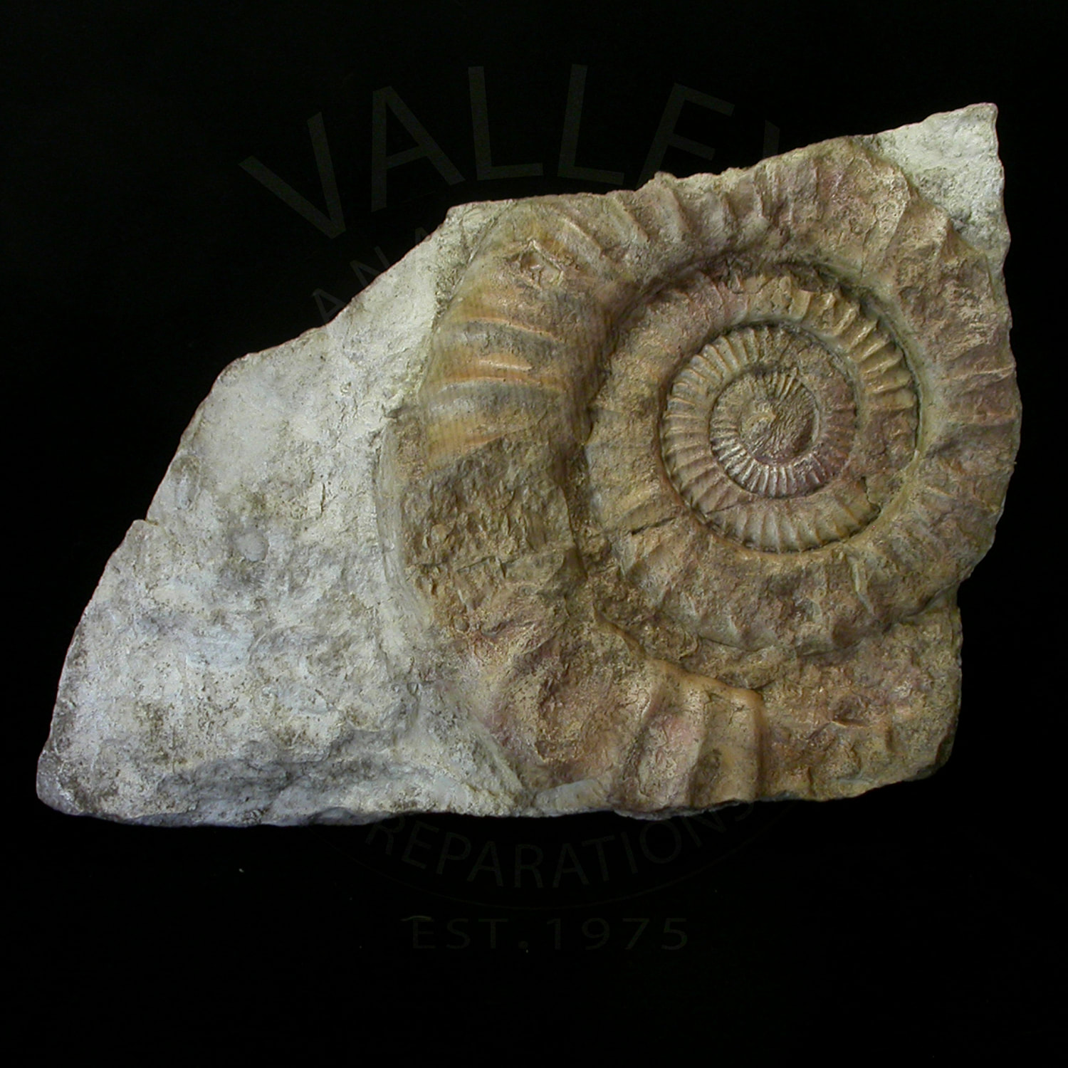 Giant Ammonite Dactylioceras Fossil - SkeletonsAndSkulls