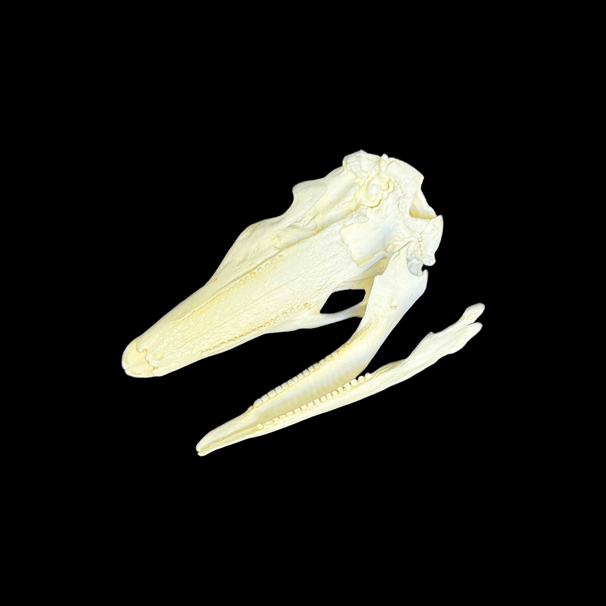 Armadillo Lizard Skull Museum Of Osteology: Tegu Skull | Sauropod