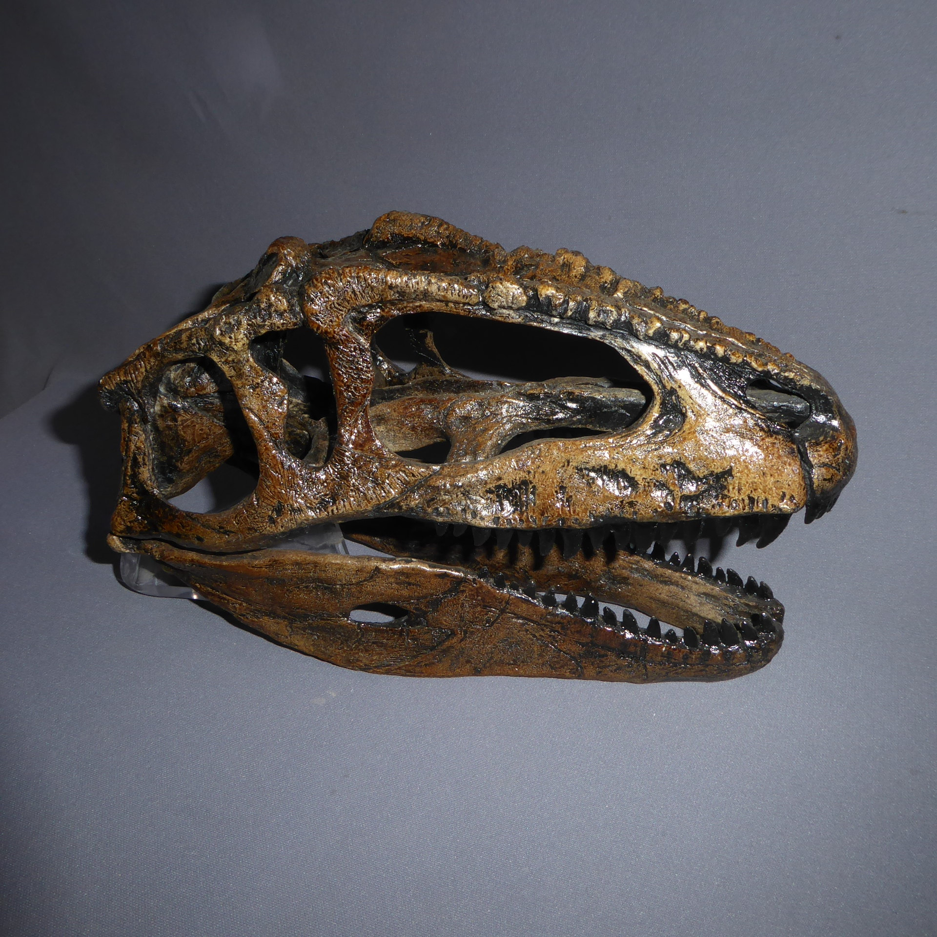Giganotosaurus Skull