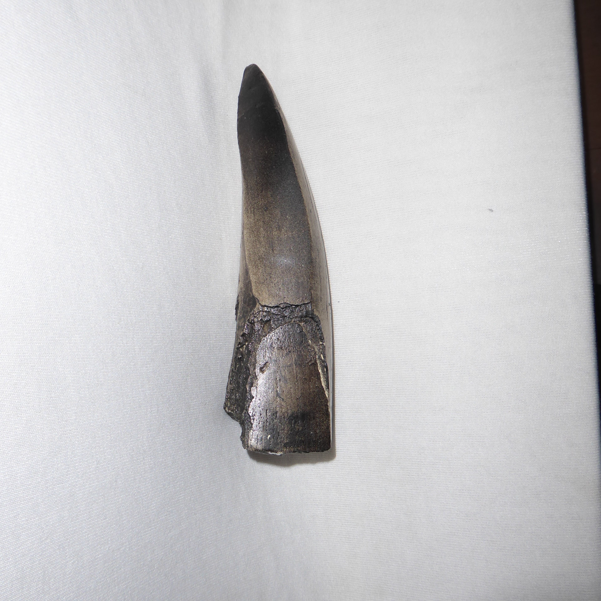 Gomphothere Tusk Fossil Replica - SkeletonsAndSkullsSuperstore