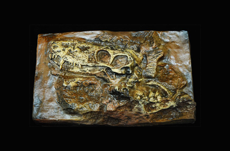 Gorgonopsial Skull Plaque Replica - SkeletonsAndSkullsSuperstore
