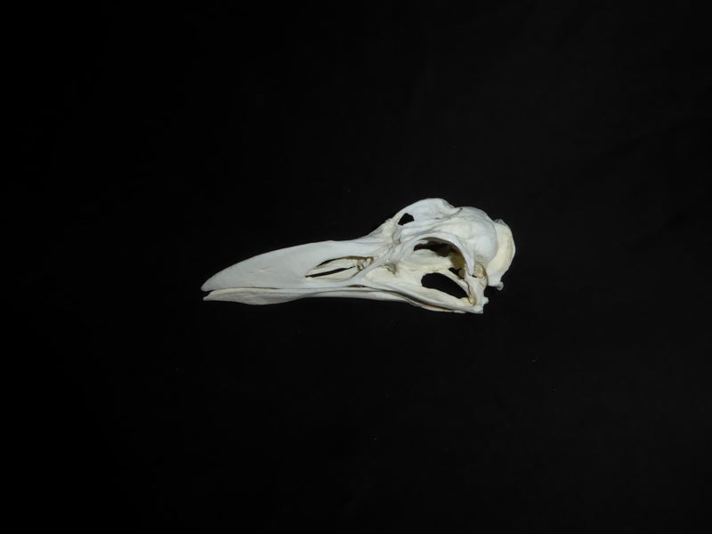 Great Auk Skull Replica - SkeletonsAndSkullsSuperstore