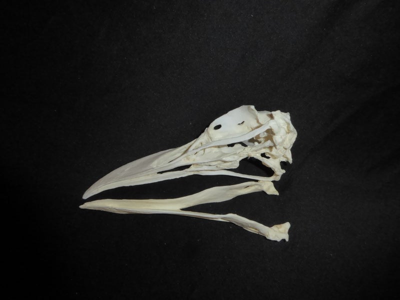 Great Auk Skull Replica - SkeletonsAndSkullsSuperstore