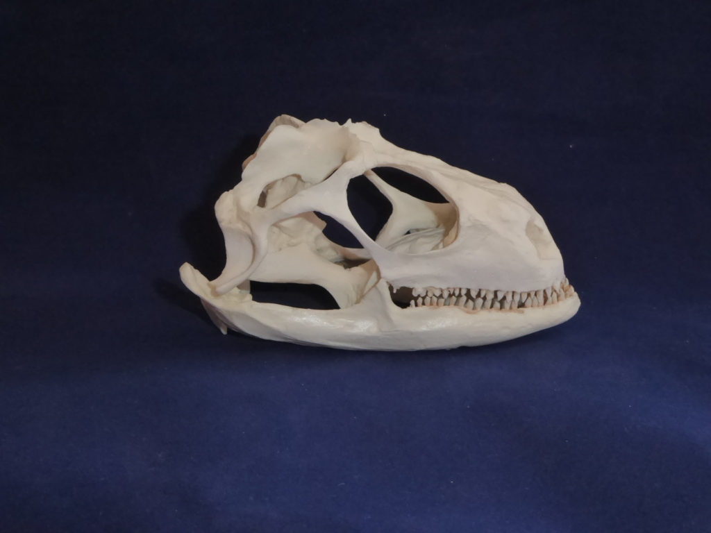 Green Iguana Skull Replica - Skeletons and Skulls Superstore