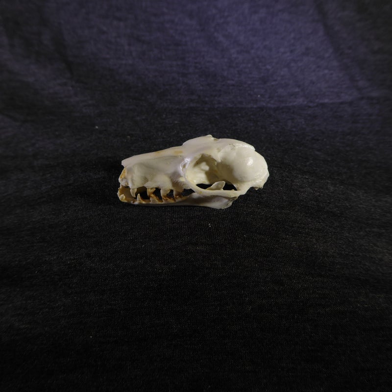 Hammer-headed Female Bat Skull Replica Cast For Sale