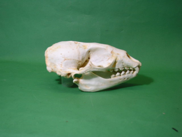 Hawaiian Male Monk Seal Skull - SkeletonsAndSkullsSuperstore