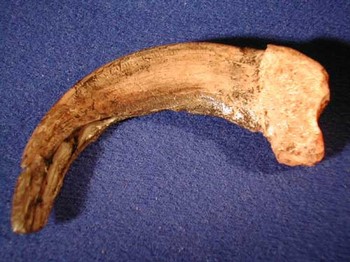 Sloth Bear Claws Replicas Models | Skeletons and Skulls Superstore