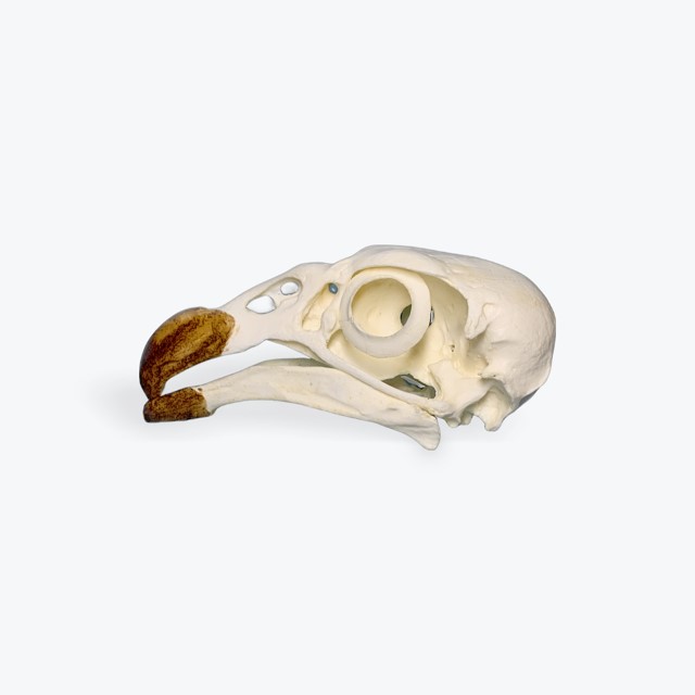 King Vulture Skull Replica For Sale