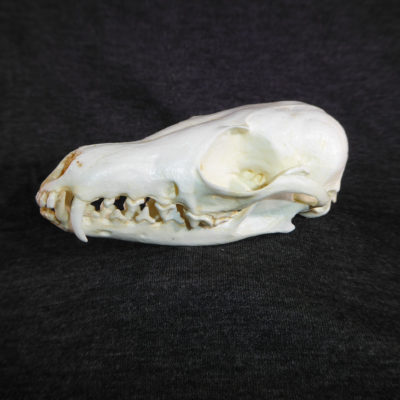 Kit Fox Skull Replica - SkeletonsAndSkullsSuperstore