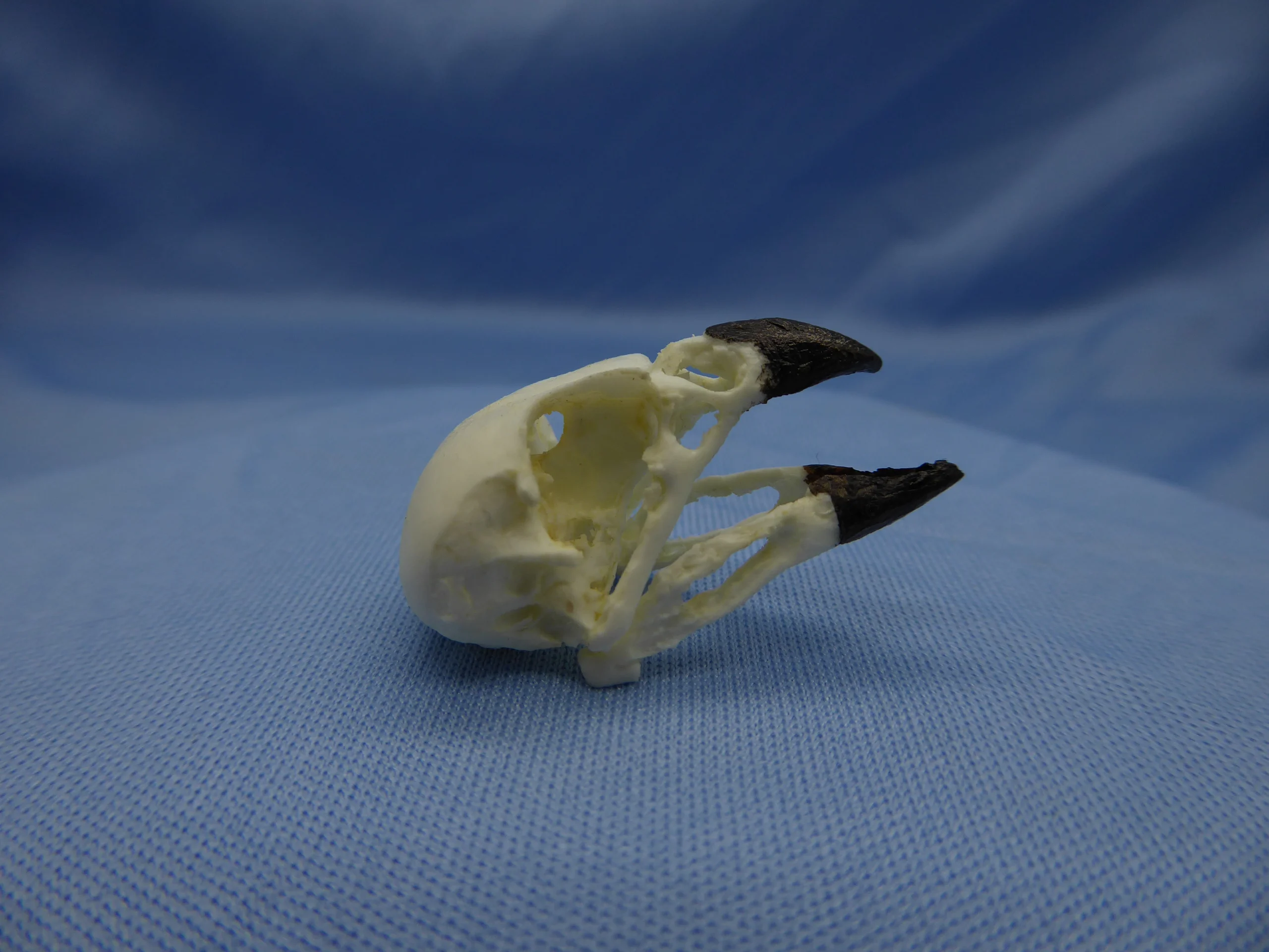 Large Tree-Finch Skull Replica For Sale