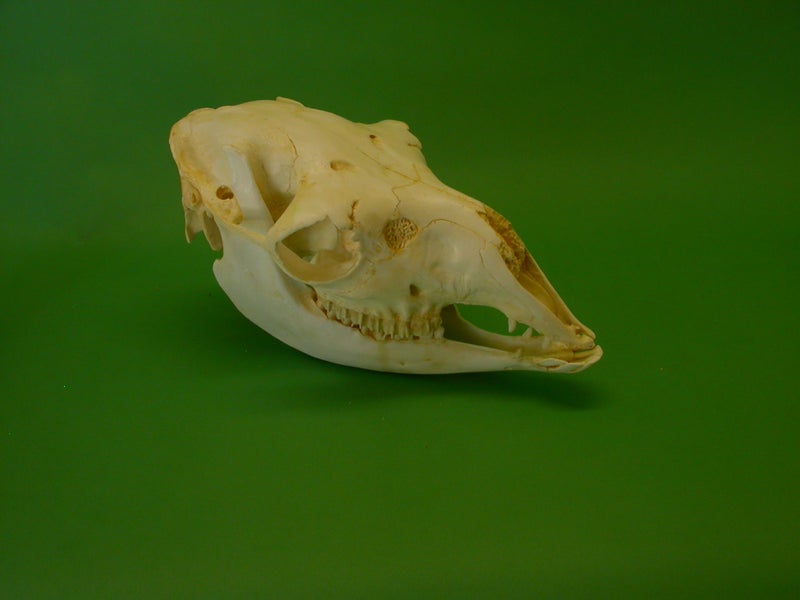 Llama Adult Female Skull - SkeletonsAndSkullsSuperstore