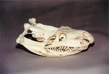 Reticulated Python Skull Replica | Skeletons and Skulls Superstore