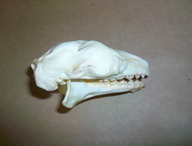 Colugo Skull