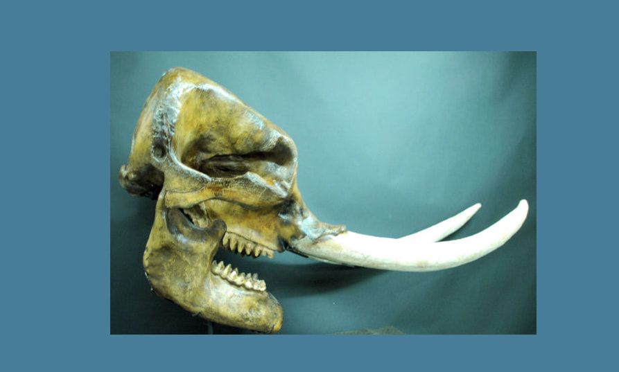 Mastodon Male Skull Replica - SkeletonsAndSkullsSuperstore