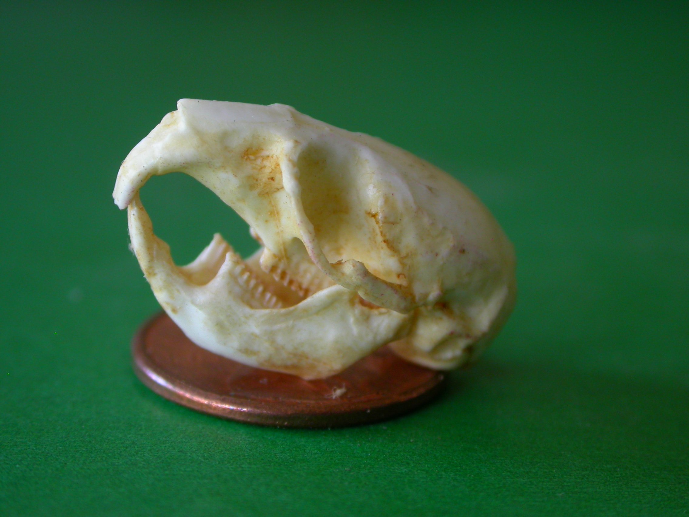 Vole Skeleton