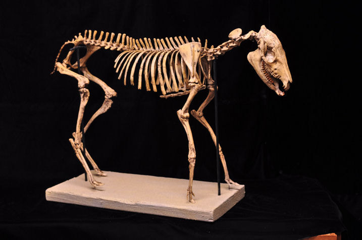Hyracotherium Fossil