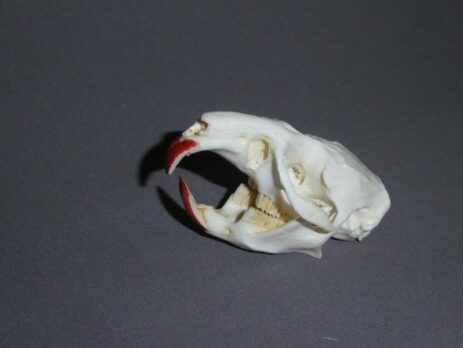Muskrat Male Skull Replica - SkeletonsAndSkullsSuperstore