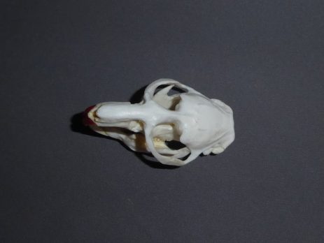 Muskrat Male Skull Replica - SkeletonsAndSkullsSuperstore