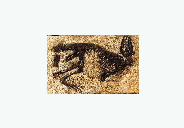 Nanosaurus Skeleton in Situ - SkeletonsAndSkullsSuperstore