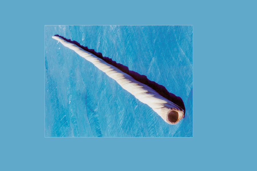 Narwhal Male Tusk Replica - SkeletonsAndSkullsSuperstore