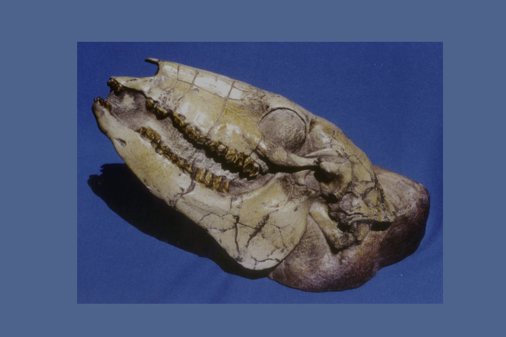 Oligocene Camel Skull Replica - SkeletonsAndSkullsSuperstore