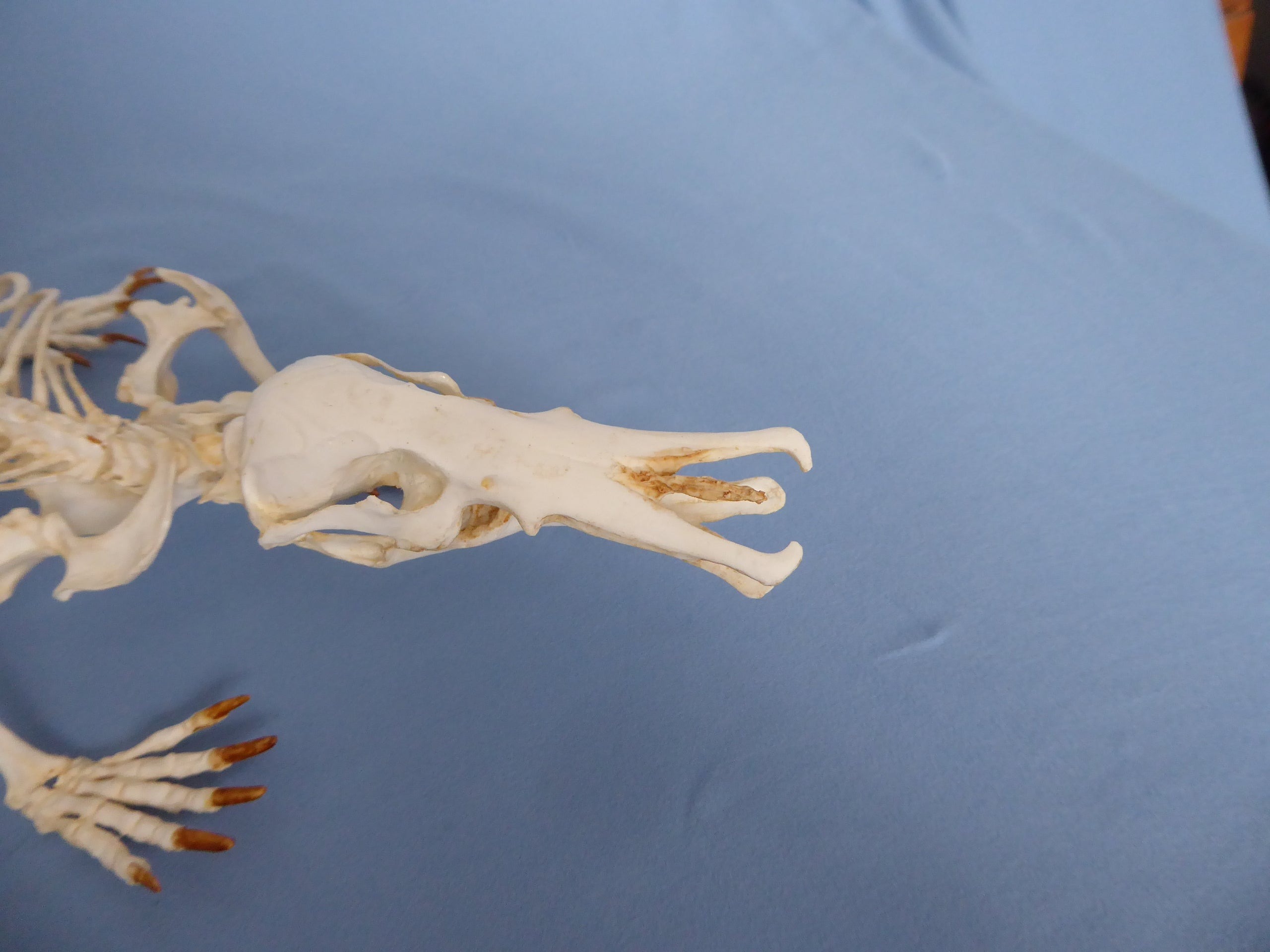 Duck Billed Platypus Skeleton - SkeletonsAndSkullsSuperstore